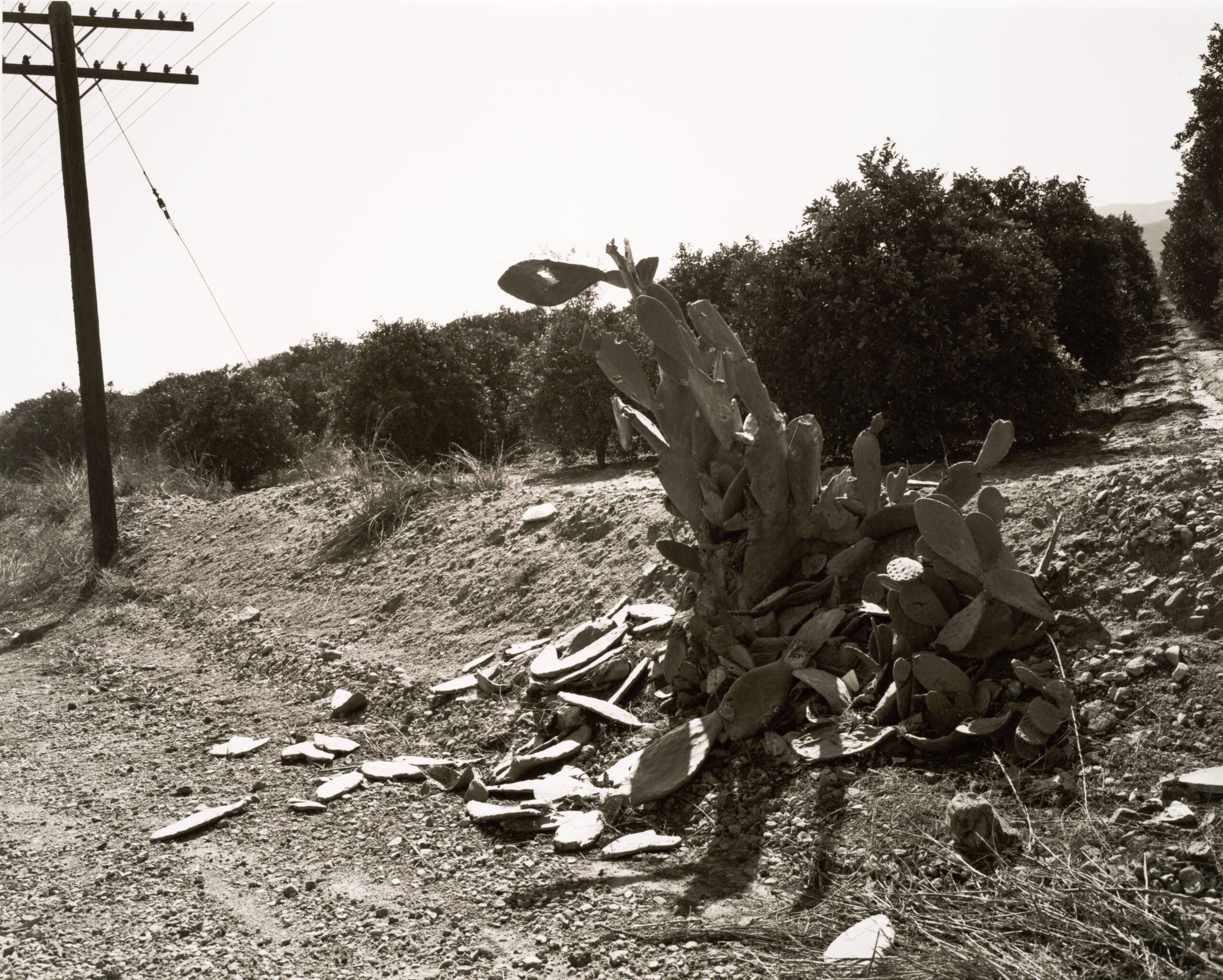 Robert Adams, Vandalized cactus, Redlands, California, 1982; printed ...
