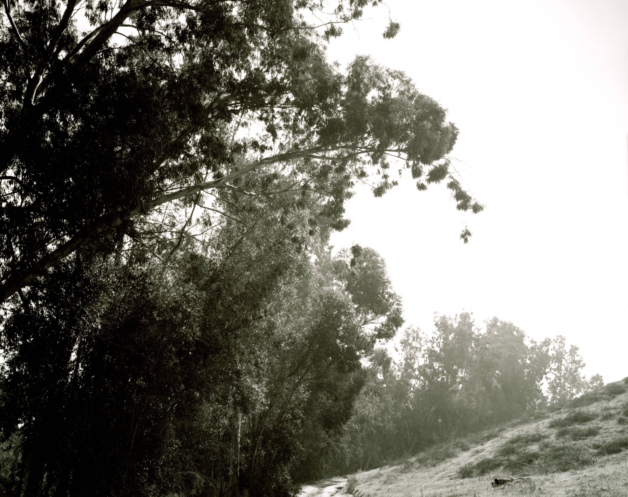 Robert Adams, Eucalyptus Along Interstate 10, San Bernardino County ...