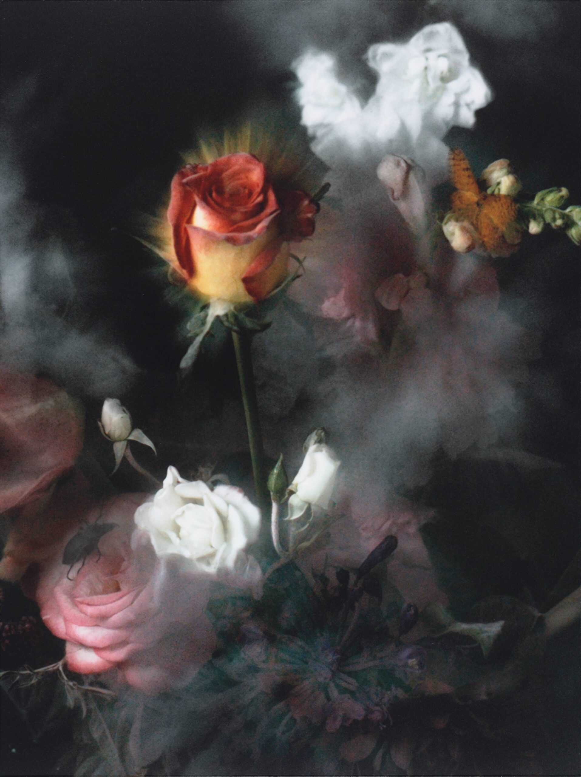 Ori Gersht, Untitled 20, from the series Time After Time, 2007 · SFMOMA