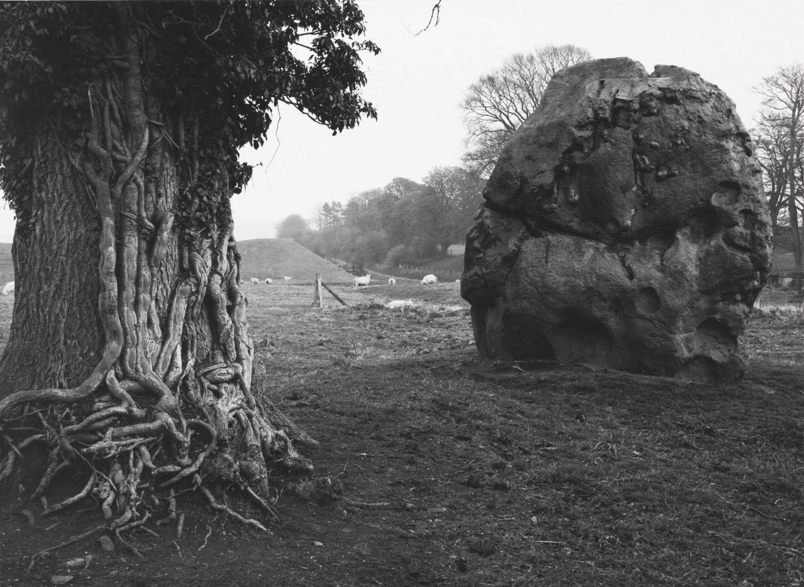Paul Caponigro, Stone and Tree, Avebury, England, 1967; printed ca ...