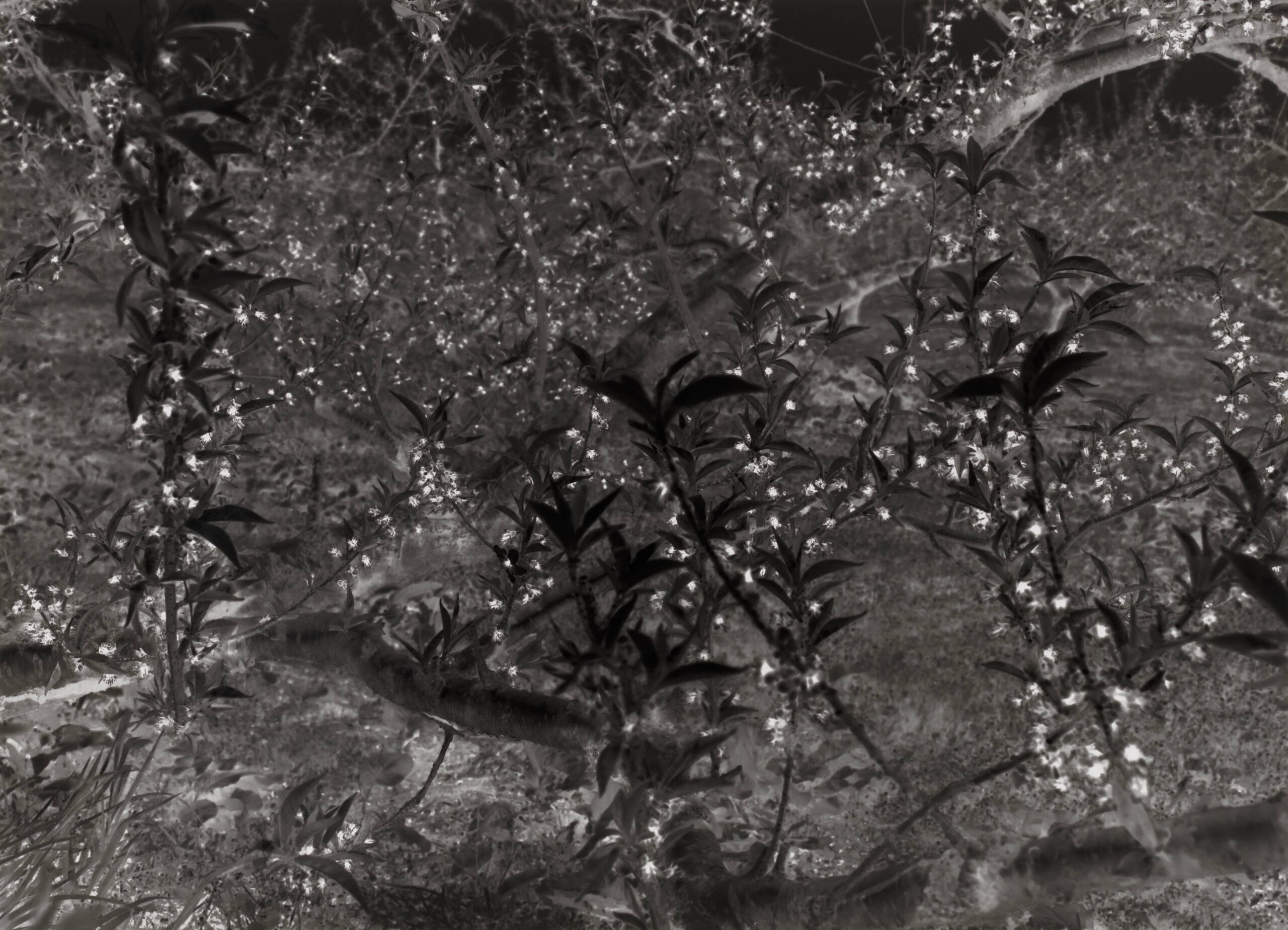 Masato Seto, Cesium, 2013 · SFMOMA