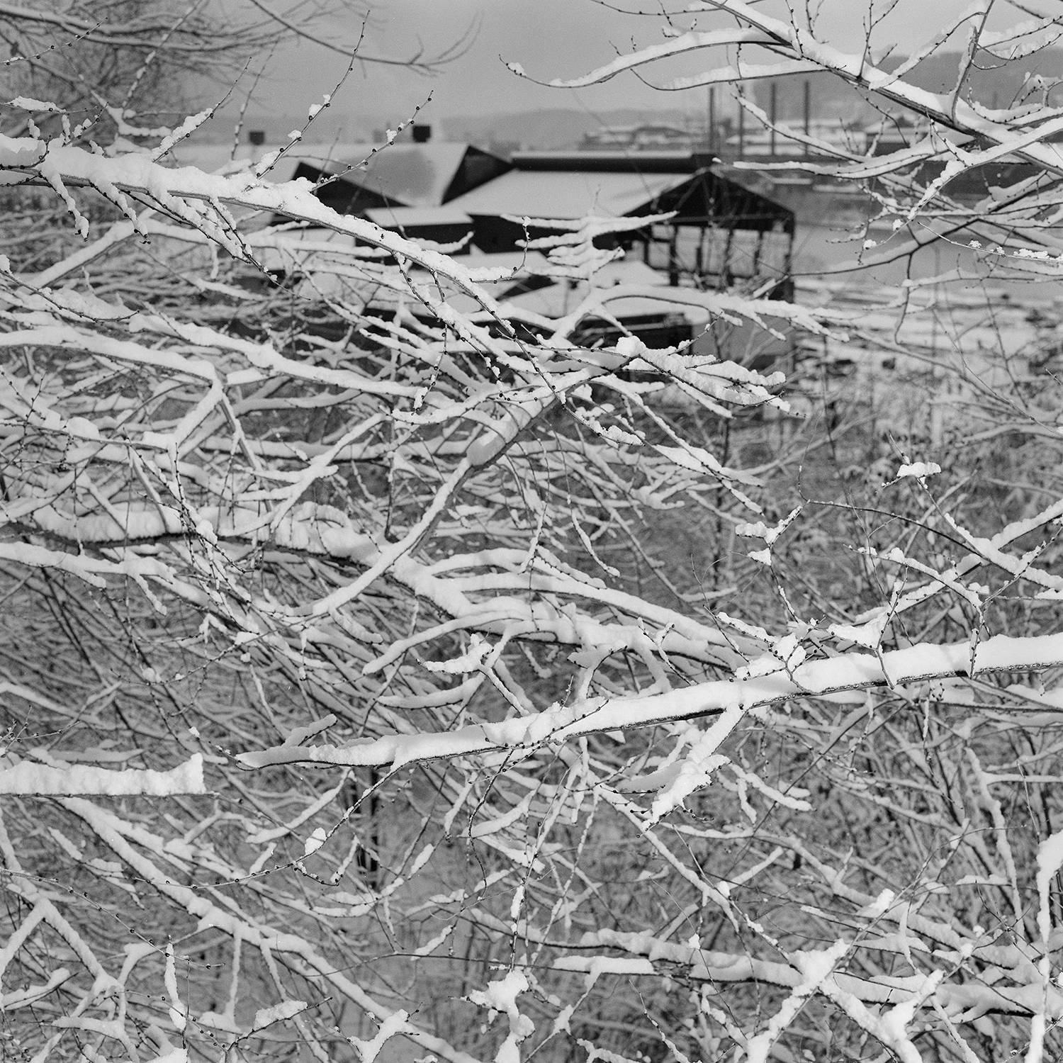 Mark Perrott, Snow Branches, from the Eliza Portfolio, 1982 · SFMOMA