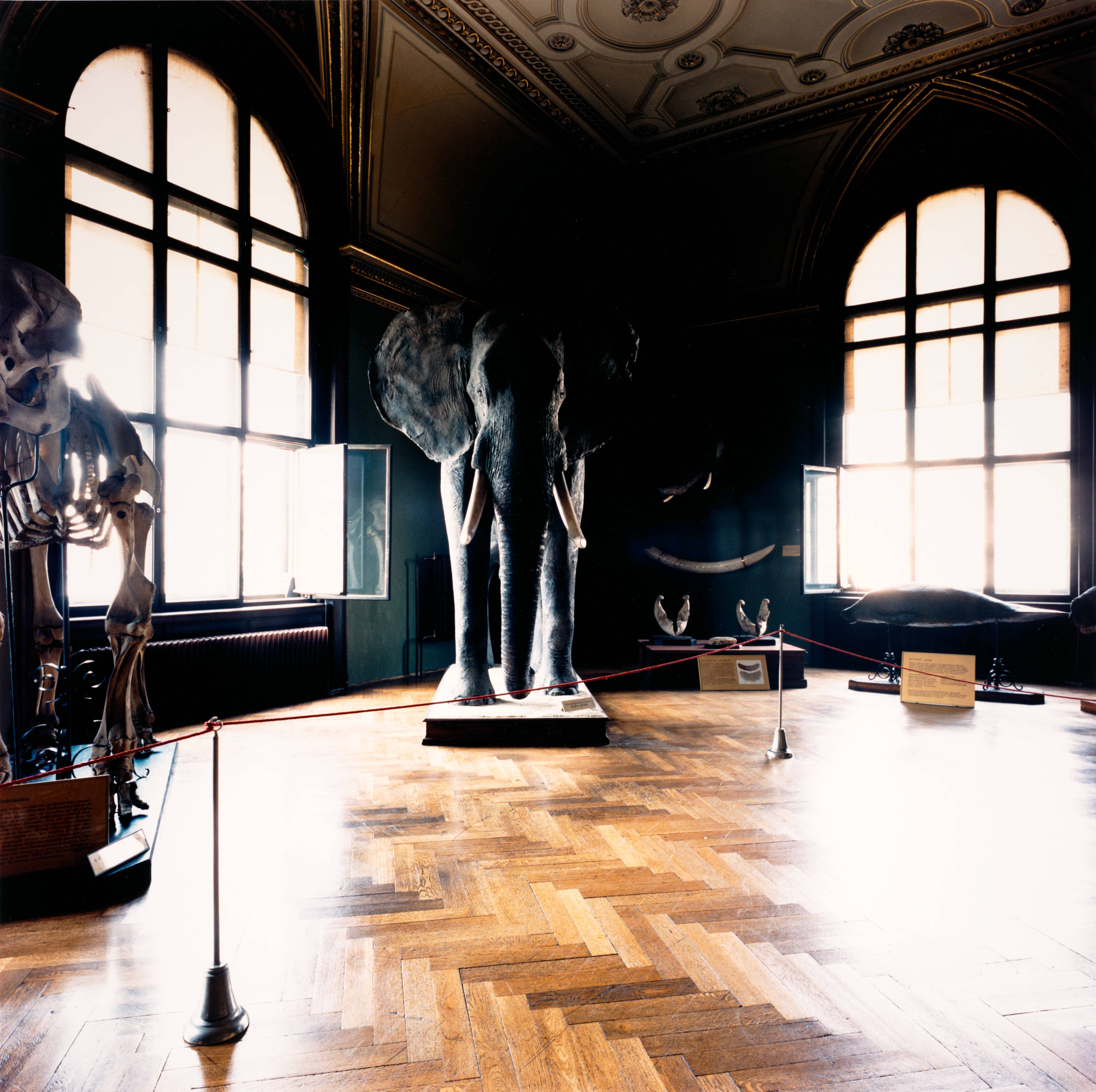 Richard Ross, Elephant, Museum of Natural History, Vienna, ca. 1985 ...