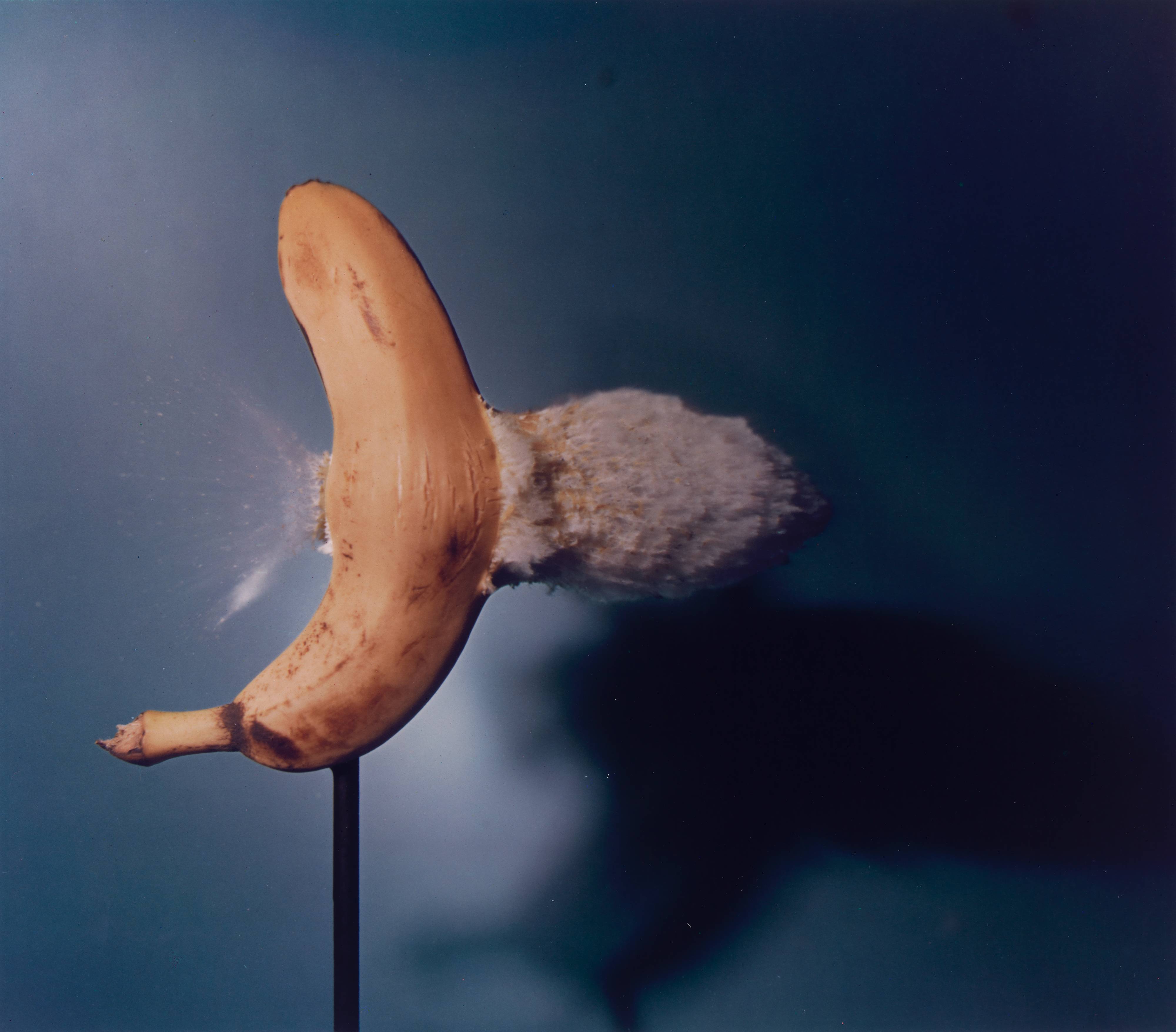 Harold Eugene Edgerton, Bullet Through Banana, 1964 · SFMOMA