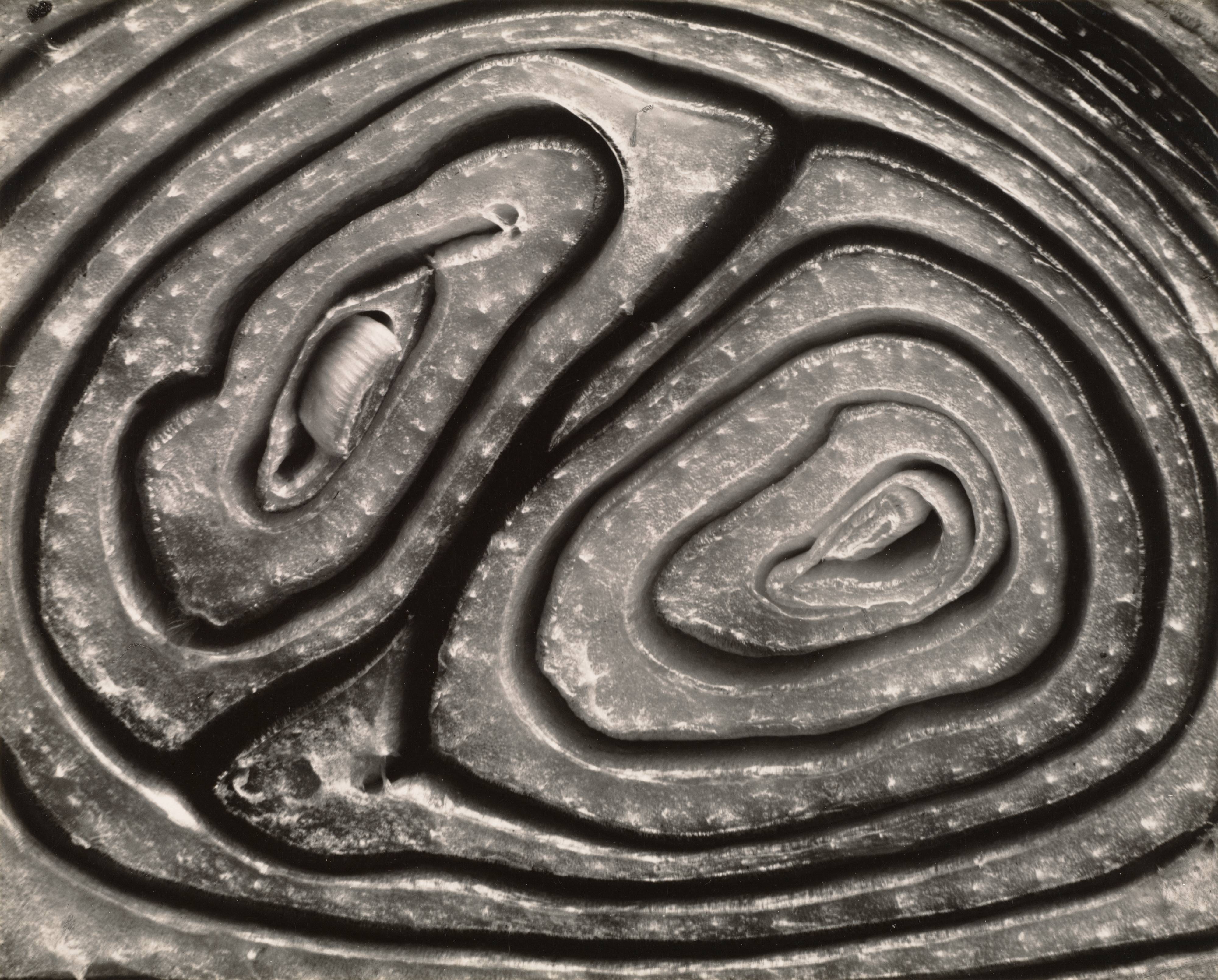 Edward Weston, Onion Halved, 1930 · SFMOMA