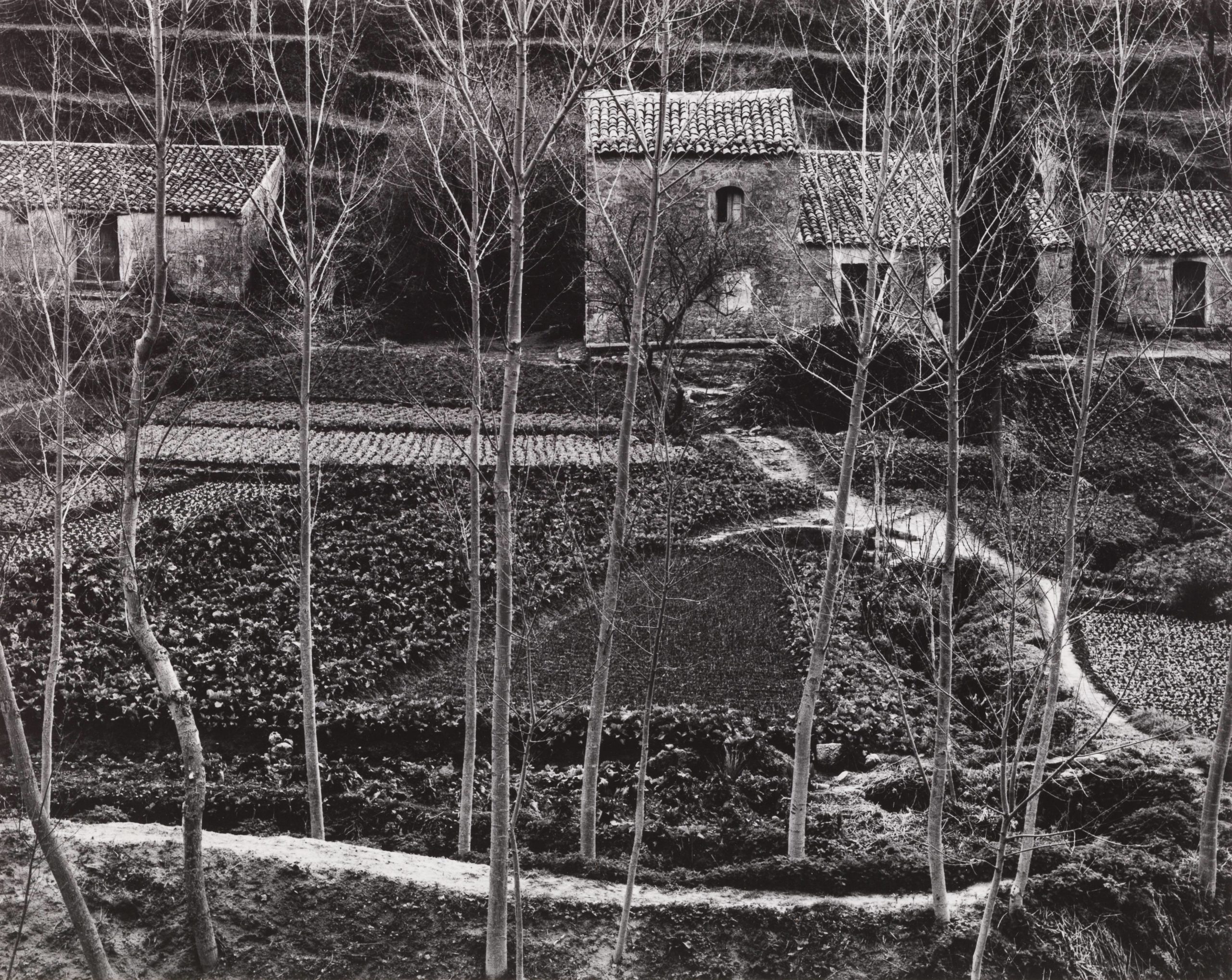 Paul Strand, Landscape, Sicily, Italy, from Paul Strand: Portfolio Four ...