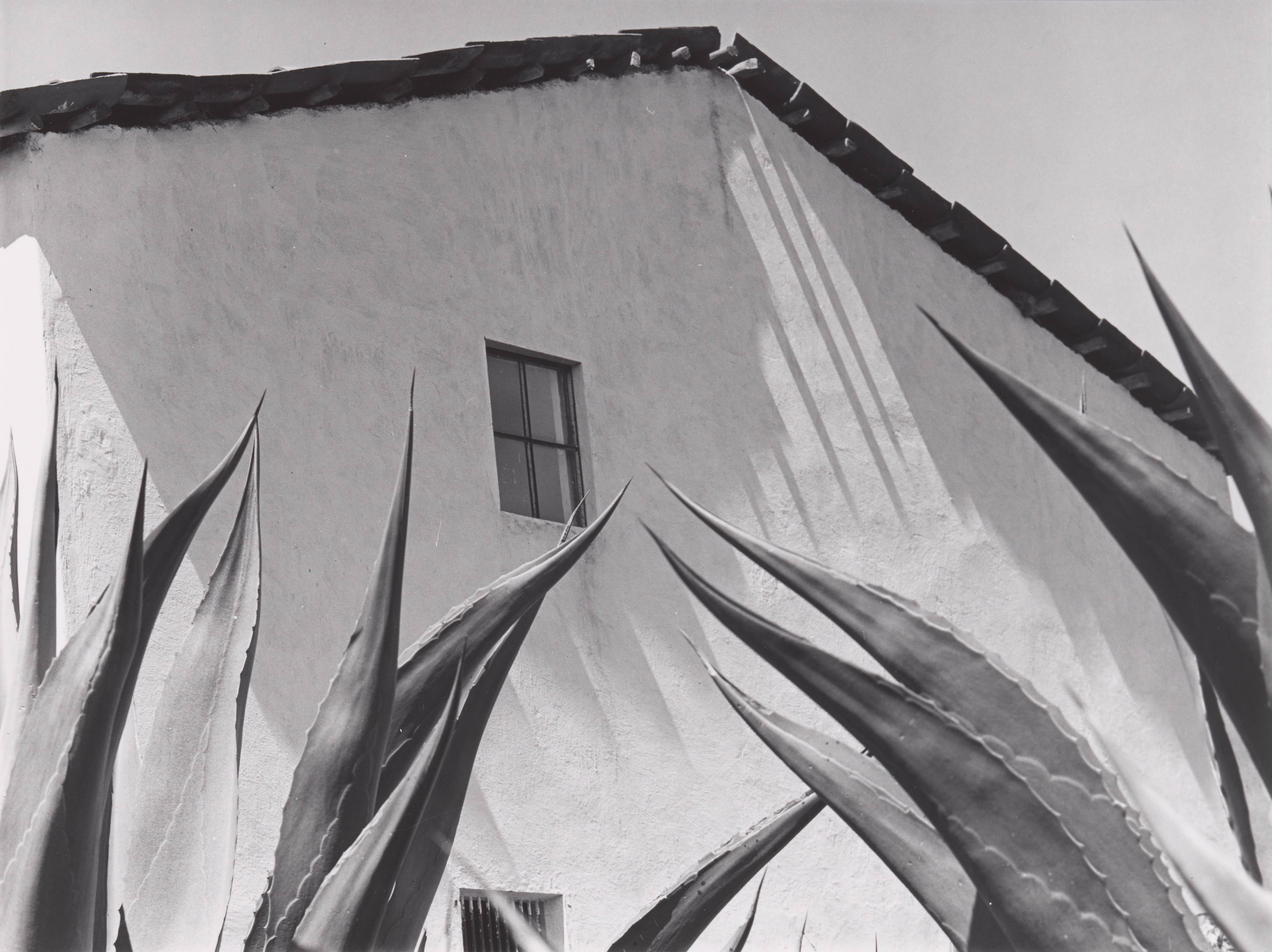 Manuel Álvarez Bravo, Ventana a los magueyes, 1976 · SFMOMA